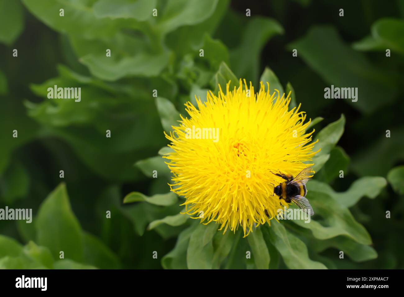 Centaurea solstitialis flower, the yellow star-thistle with a bumblebee ...