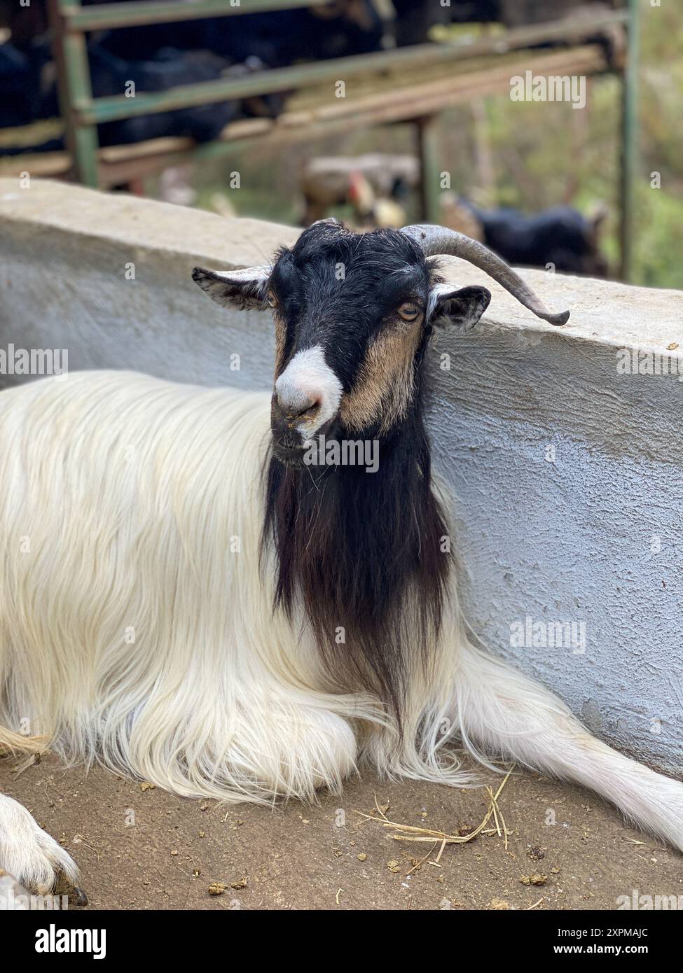 Close up two baby goats hi-res stock photography and images - Alamy