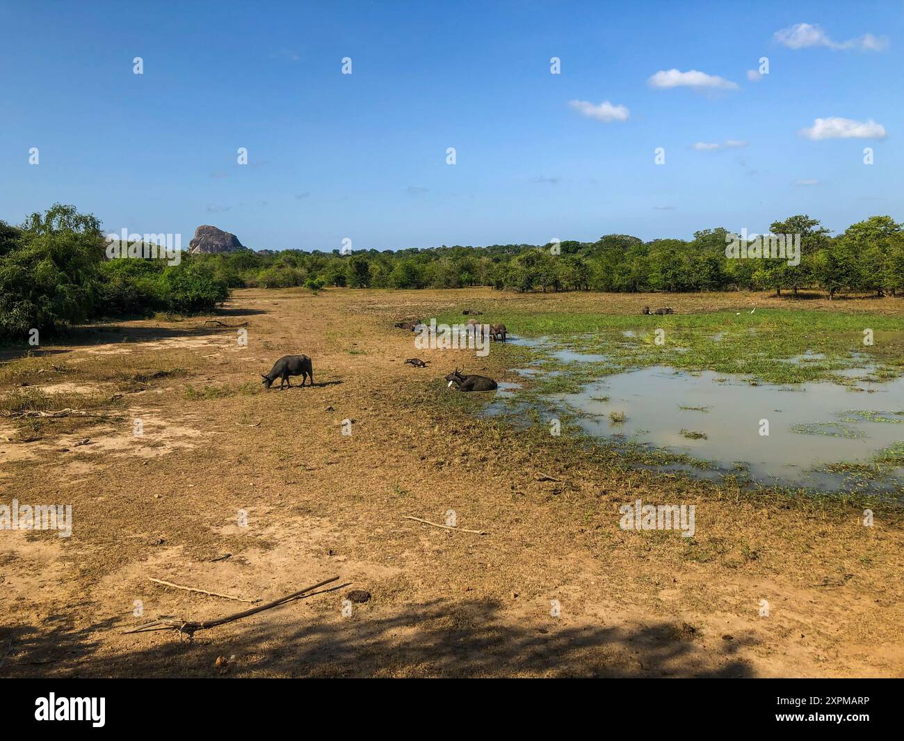 Drought in tropical forests and safari zone in Sri Lanka Stock Photo ...
