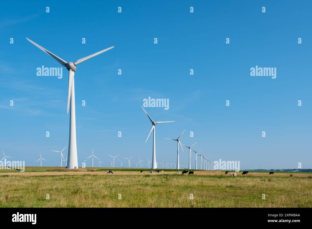 Giant wind turbines tower over lush green fields, while gentle breezes ...