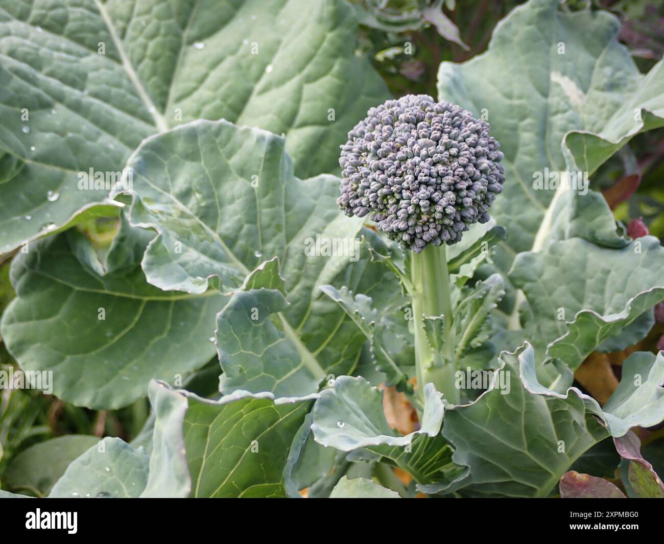 Florets brocolli hi-res stock photography and images - Alamy