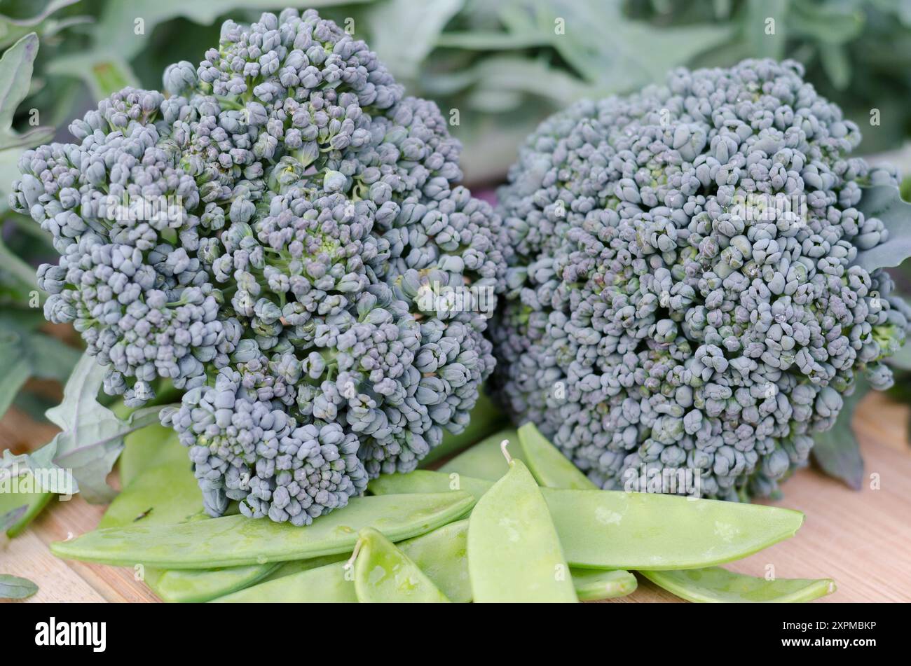 Broccoli florets in a home garden Stock Photo - Alamy