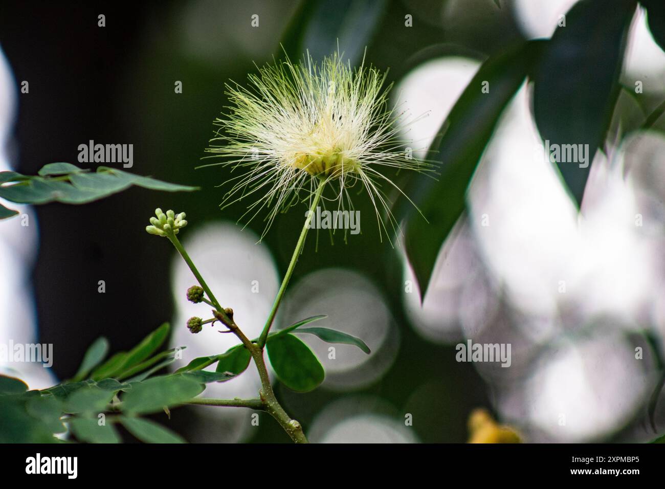 Albizia richardiana hi-res stock photography and images - Alamy