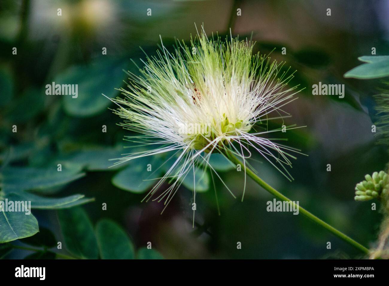 Albizia richardiana hi-res stock photography and images - Alamy