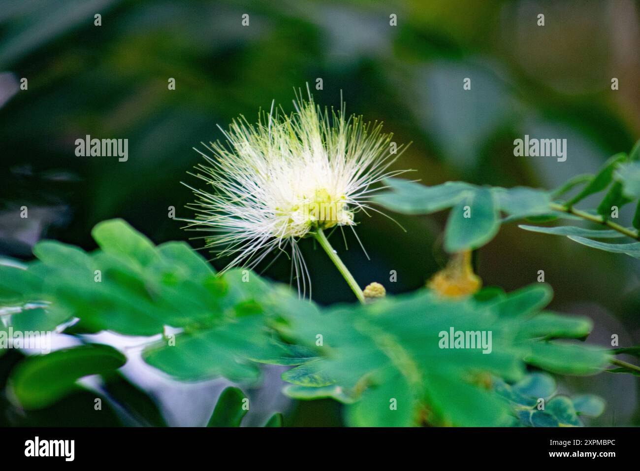 Raintree flower hi-res stock photography and images - Alamy