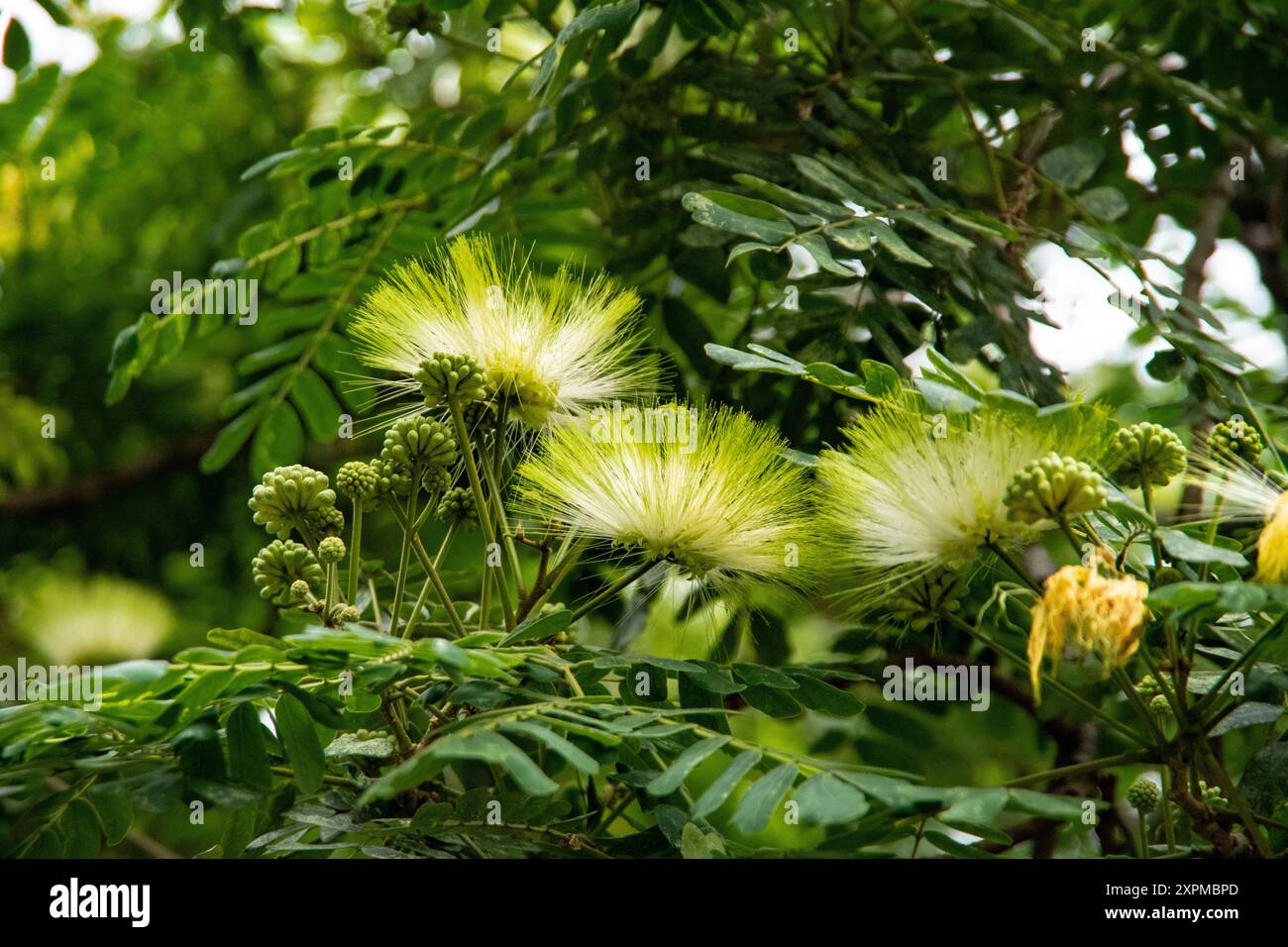 Albizia richardiana hi-res stock photography and images - Alamy