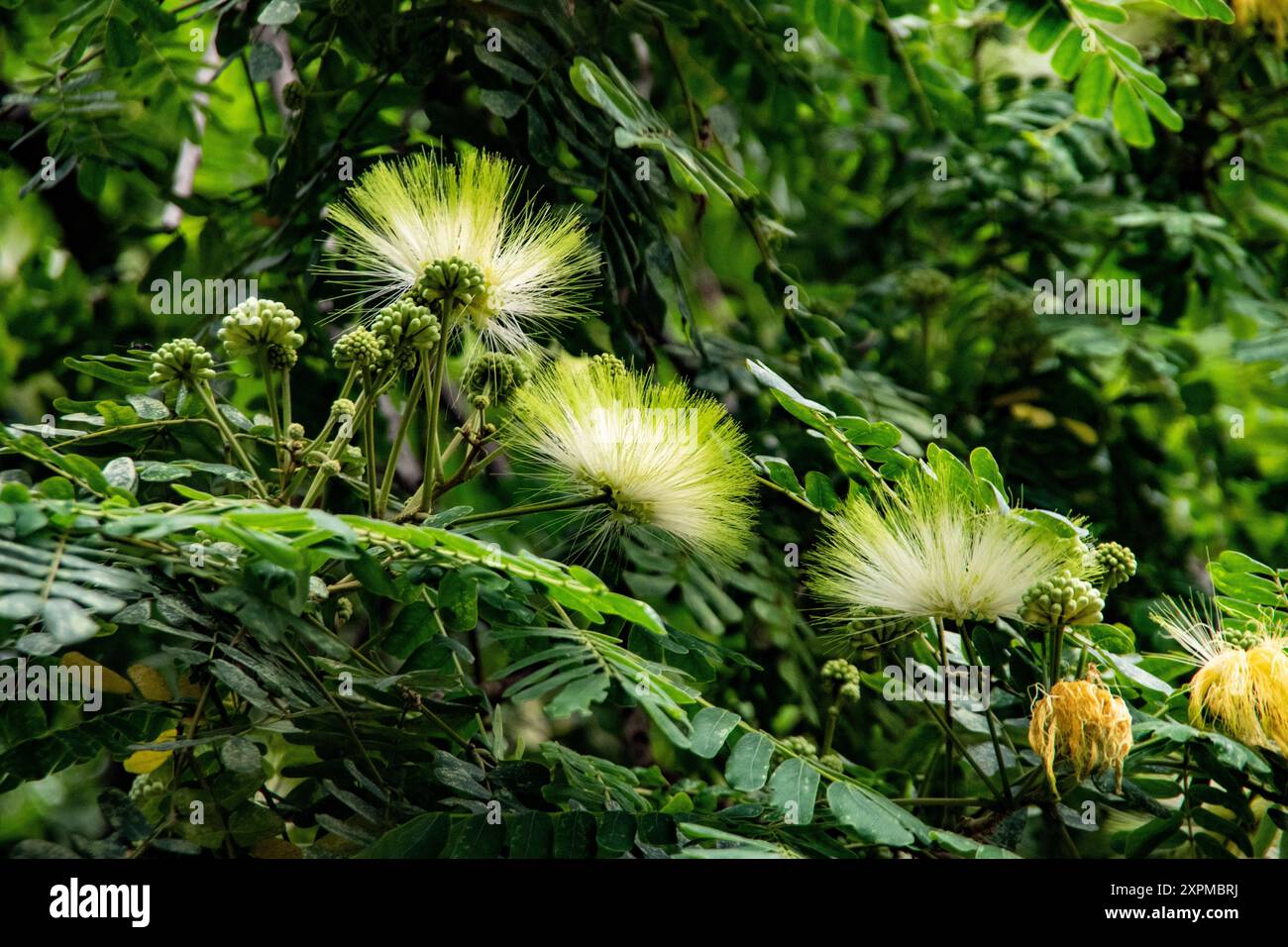 Albizia richardiana hi-res stock photography and images - Alamy