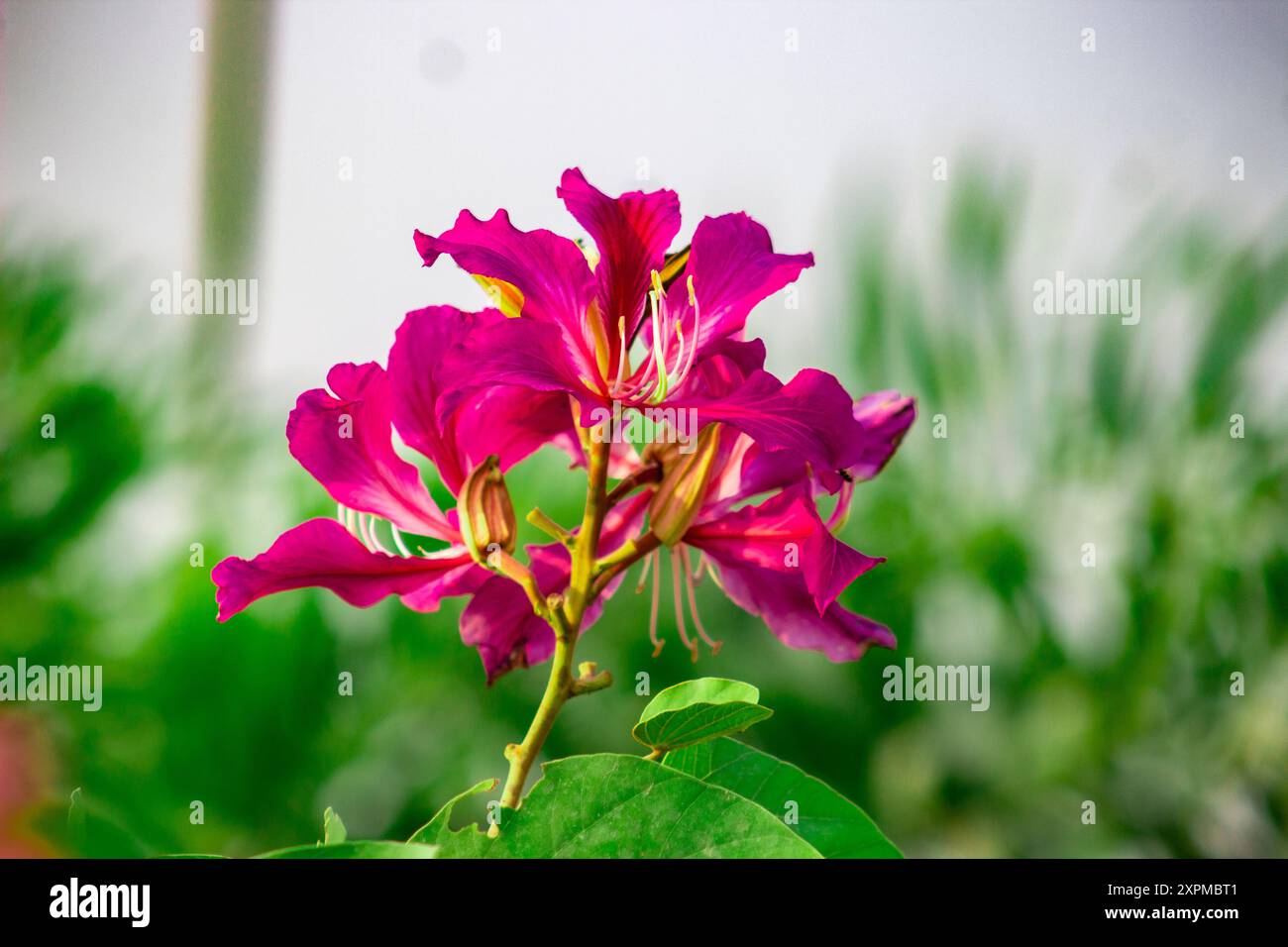 Bauhinia variegate Kachnar flower Debkanchan ful Orchid tree Stock ...