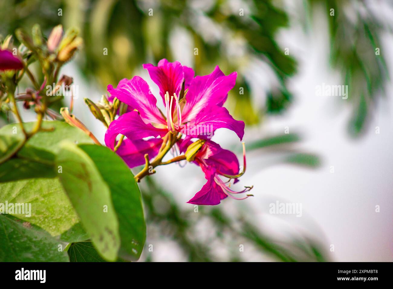 Bauhinia variegate Kachnar flower Debkanchan ful Orchid tree Stock ...