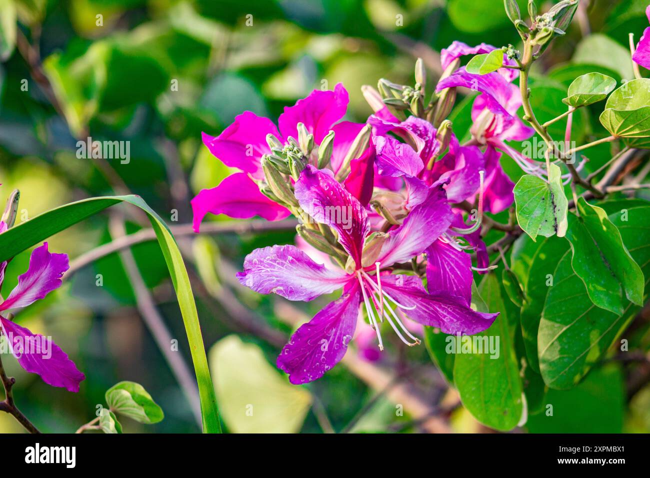 Bauhinia variegate Kachnar flower Debkanchan ful Orchid tree Stock ...