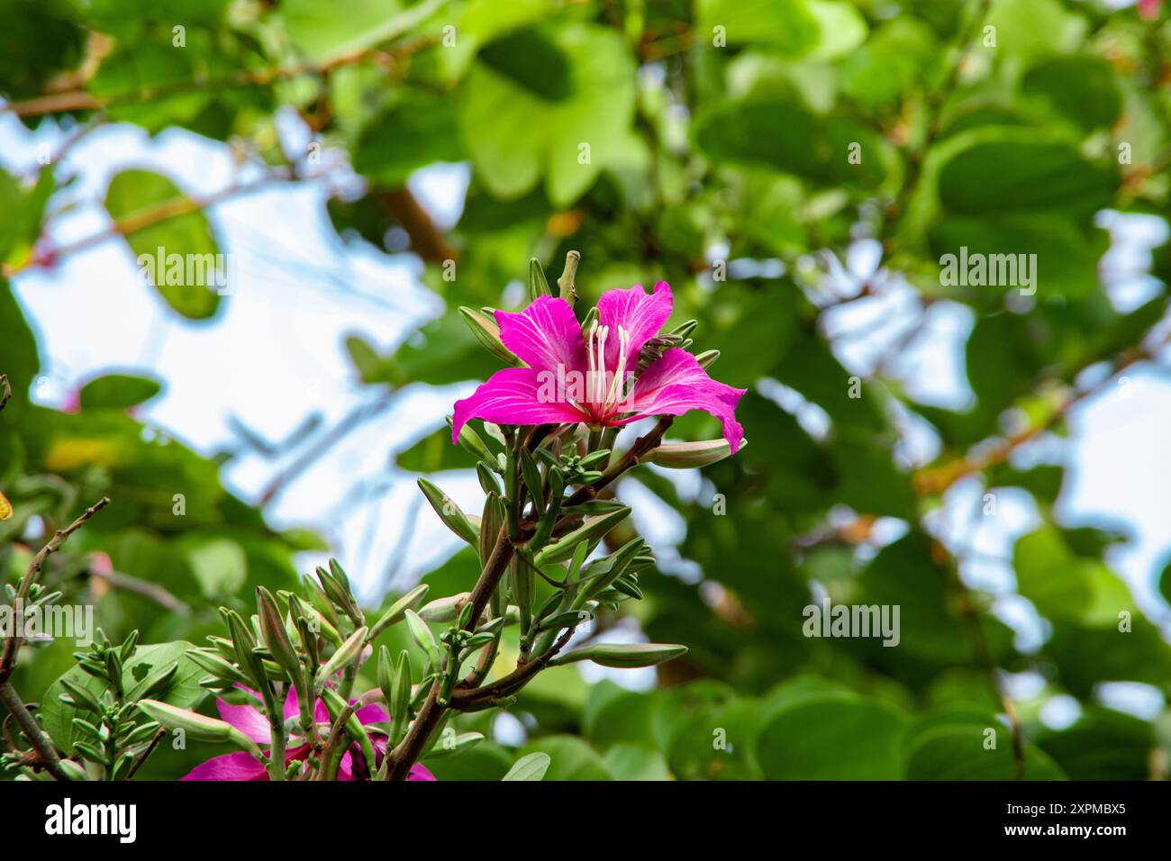 Bauhinia variegate Kachnar flower Debkanchan ful Orchid tree Stock ...