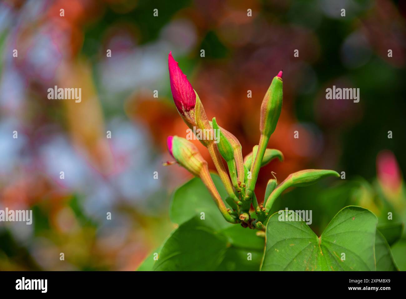 Bauhinia variegate Kachnar flower Debkanchan ful Orchid tree Stock ...