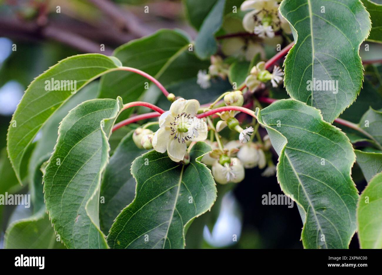 kiwi flowers on a female kiwi plant in an urban garden Stock Photo - Alamy