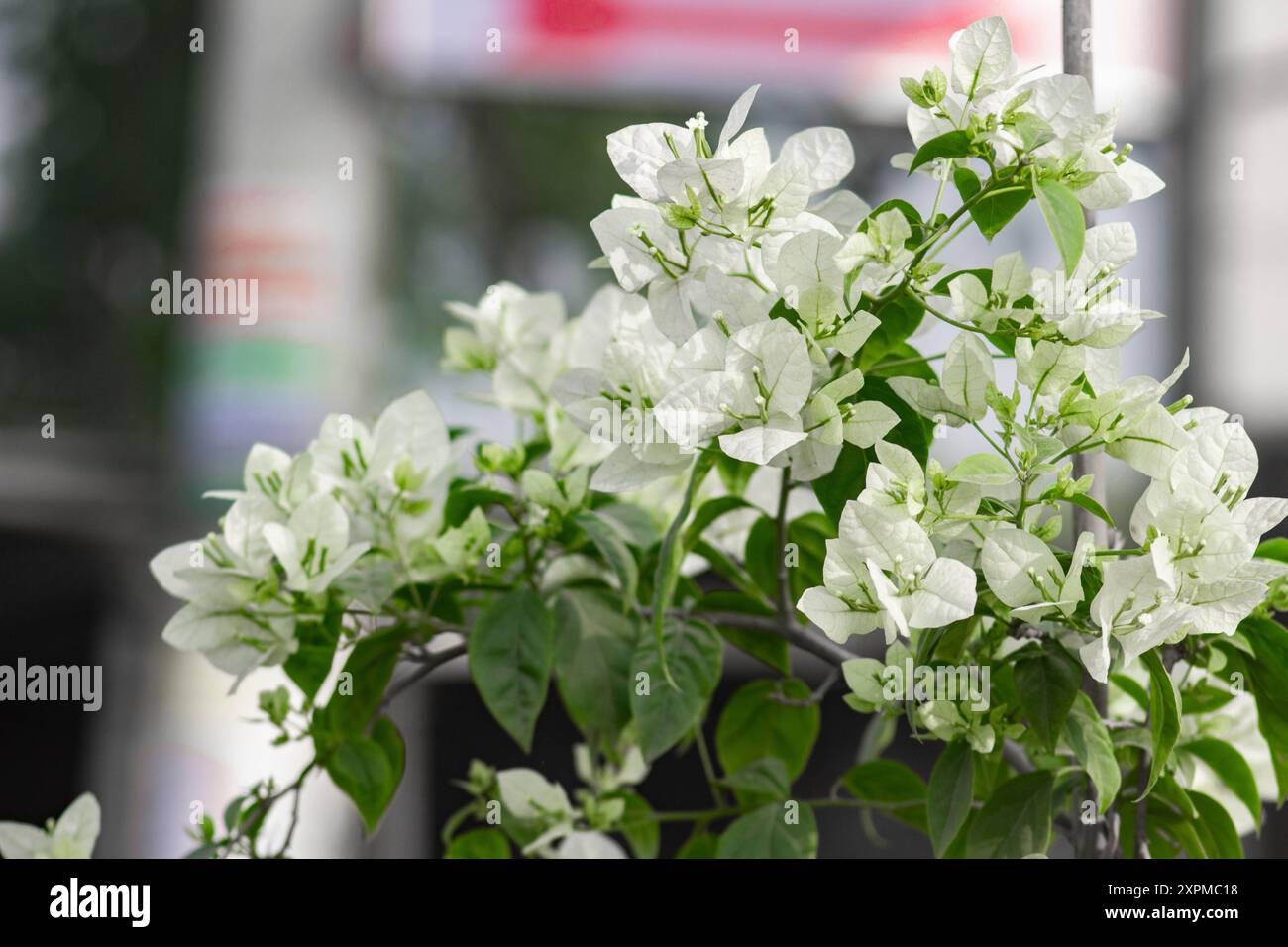 Bougainvillea Bagan Bilash Flower Bougainvillea spectabilis Stock Photo ...
