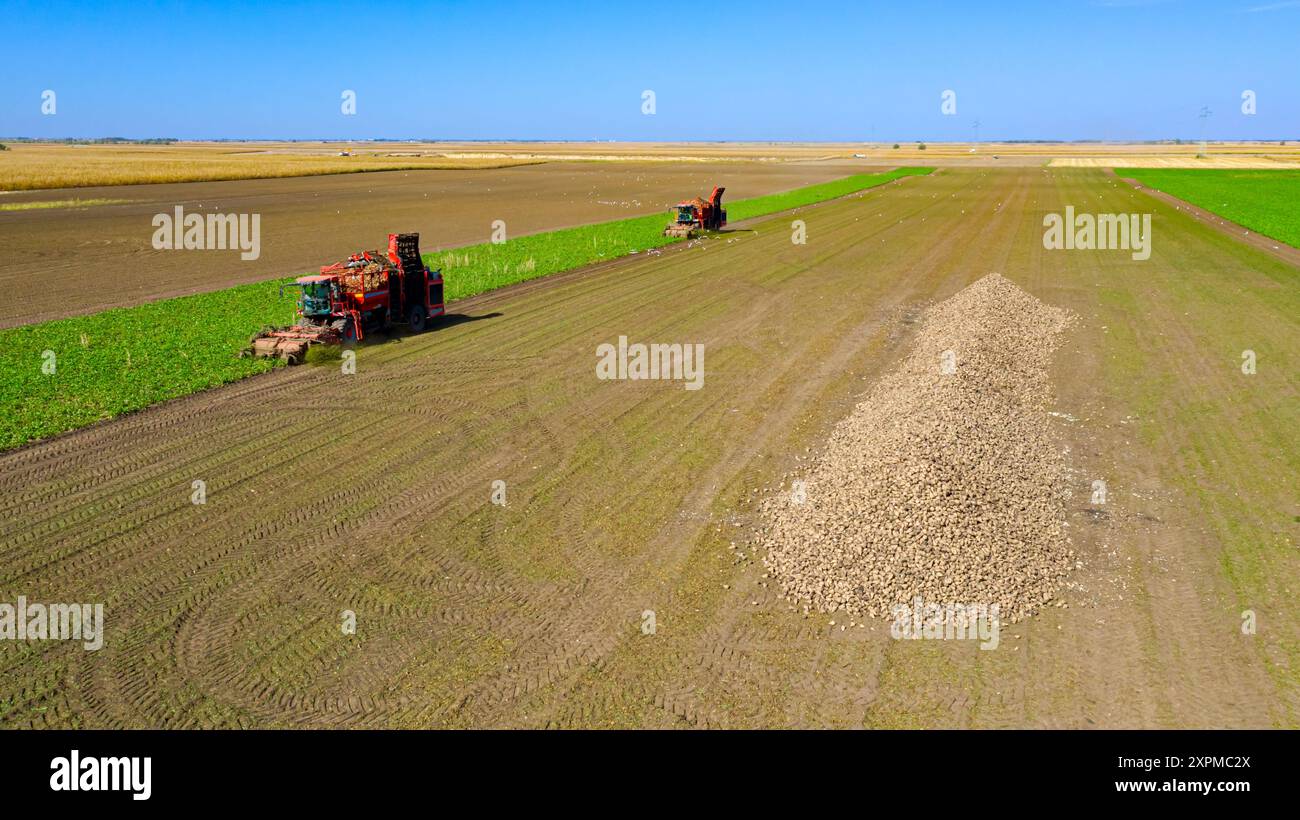 Above view on sugar beet stacked in large pile, in background ...