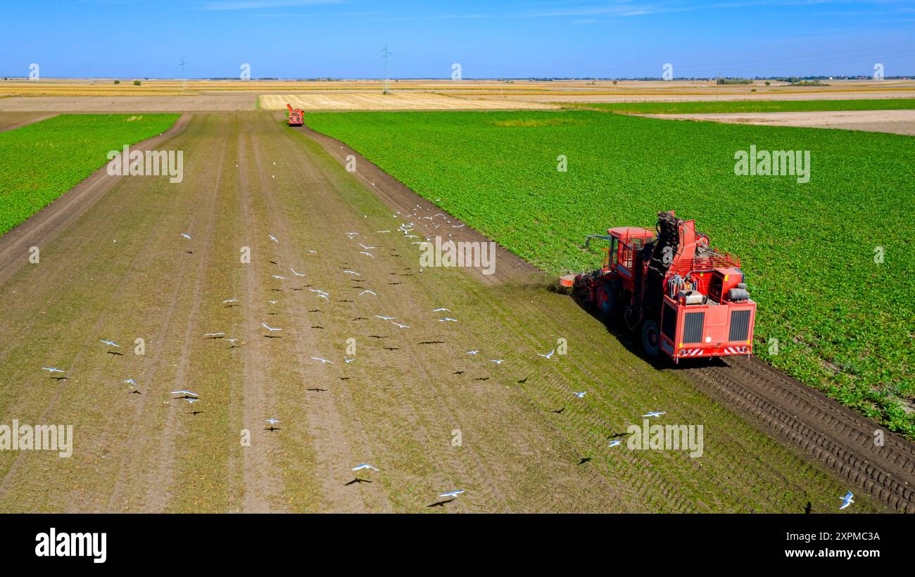 Combine harvesters harvest sugar hi-res stock photography and images ...
