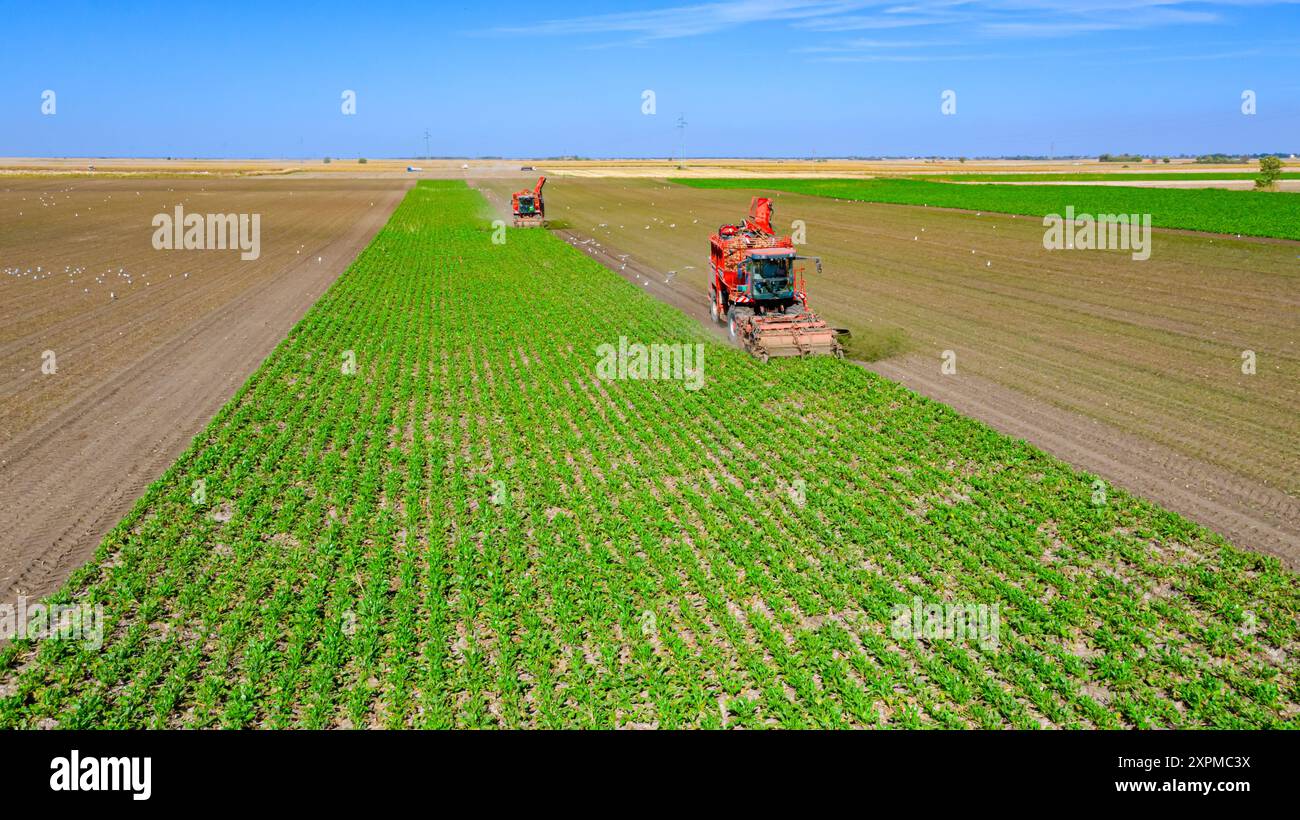 Above view on two agricultural machines, harvesters as cutting and ...
