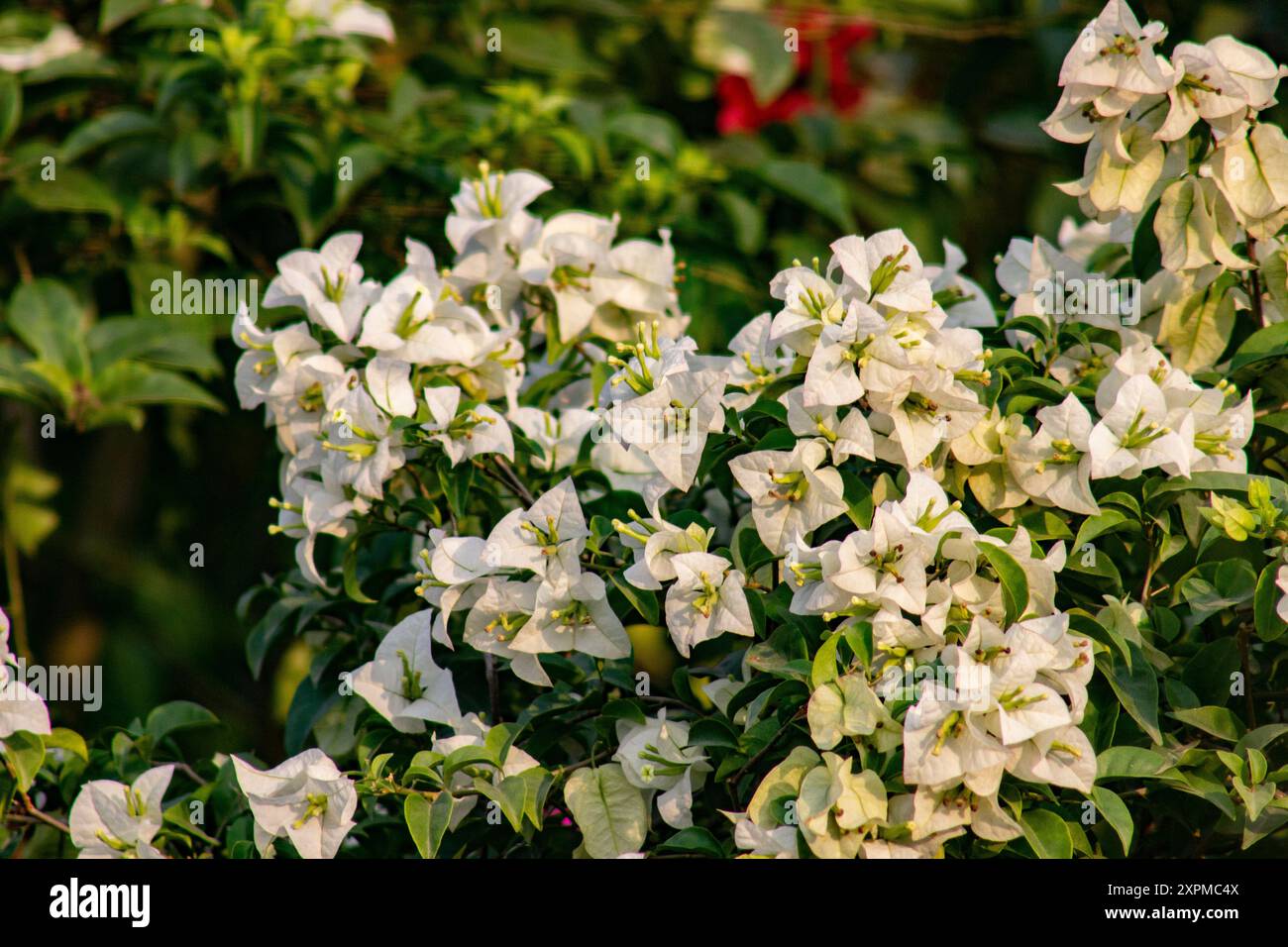 Bougainvillea Bagan Bilash Flower Bougainvillea spectabilis Stock Photo ...