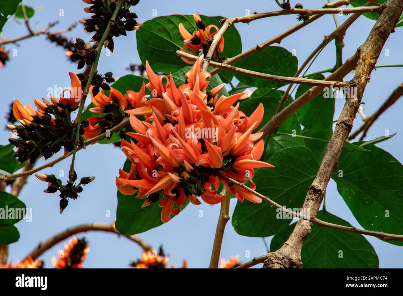 Butea monosperma Palash Ful Bengal kino Flower Polas Ful Ahmed Opu ...