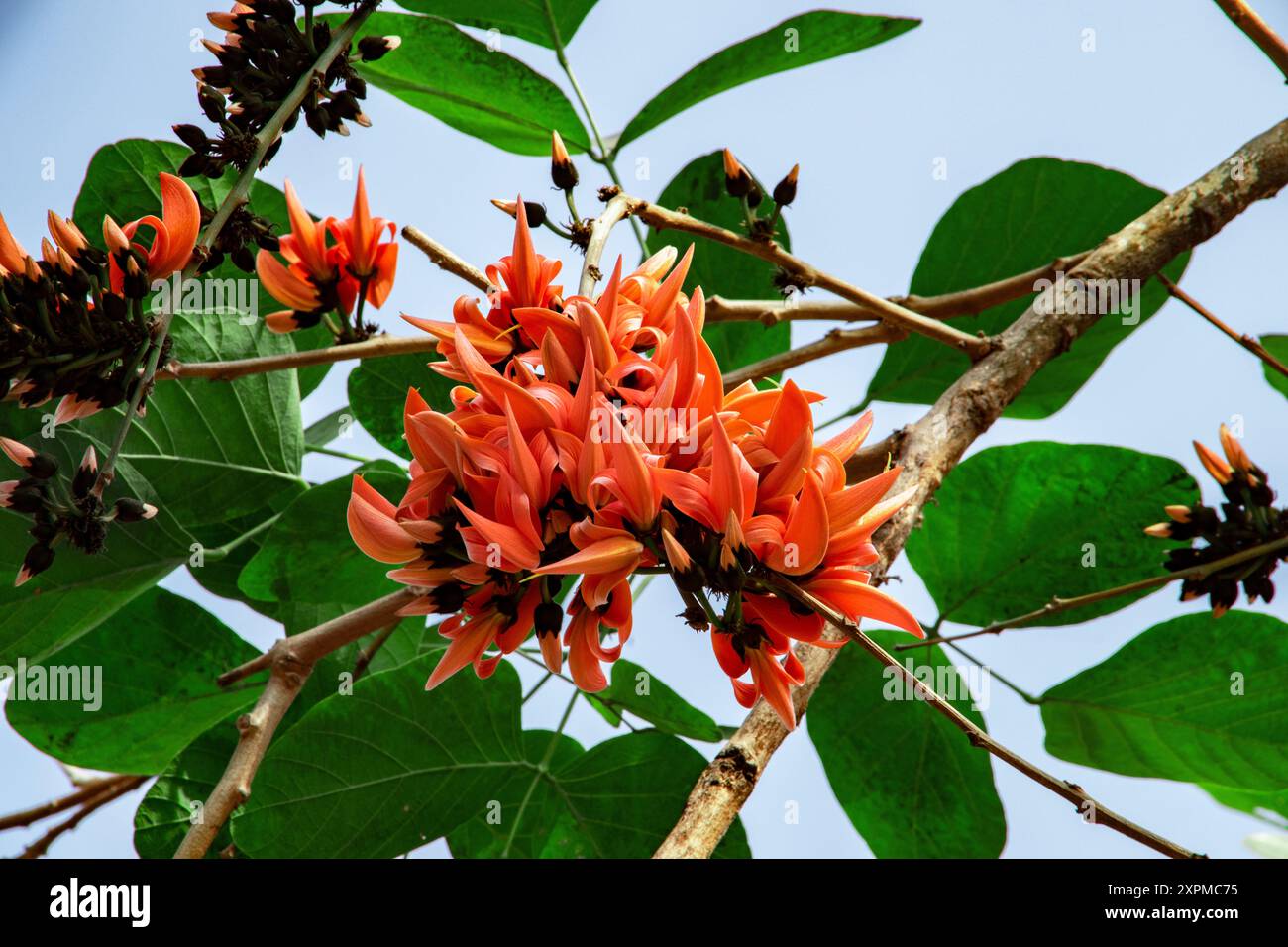 Polas flower hi-res stock photography and images - Alamy