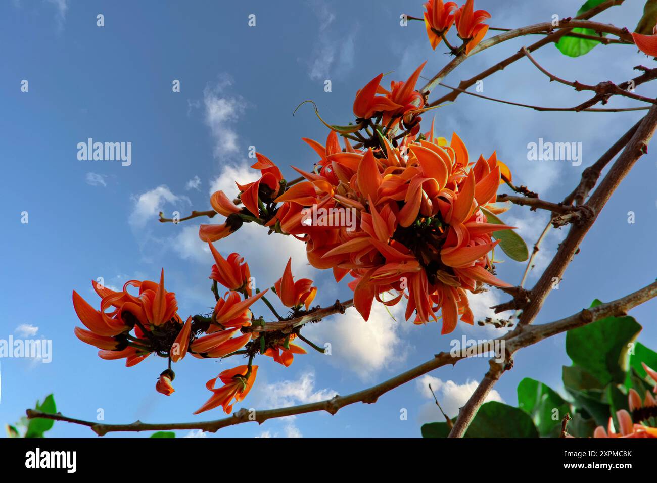 Butea monosperma Palash Ful Bengal kino Flower Polas Ful Ahmed Opu ...