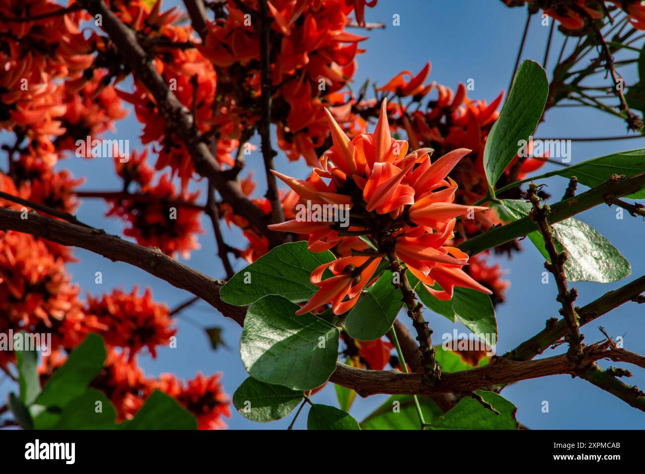 Polas flower hi-res stock photography and images - Alamy