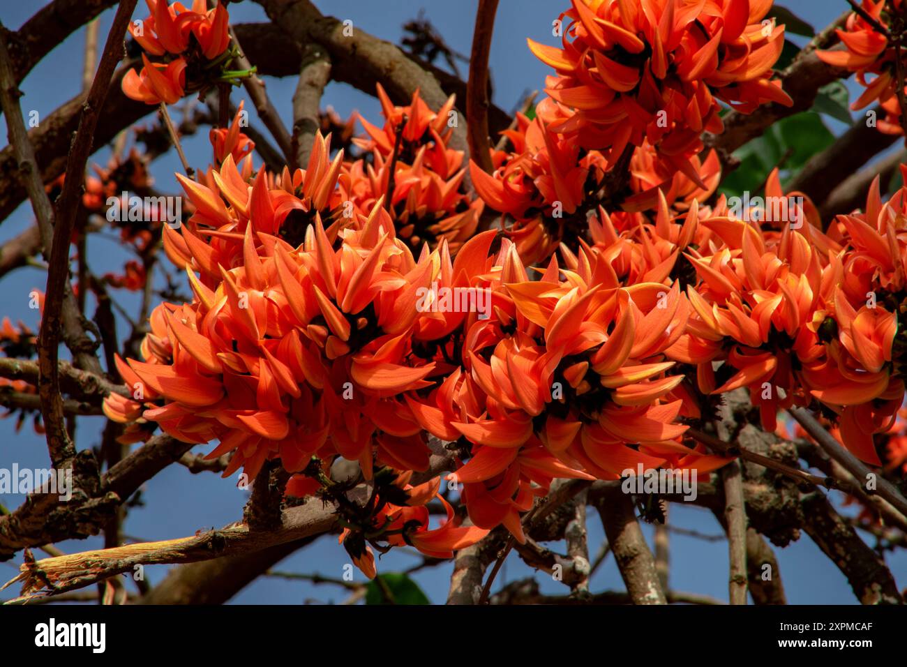 Polas flower hi-res stock photography and images - Alamy