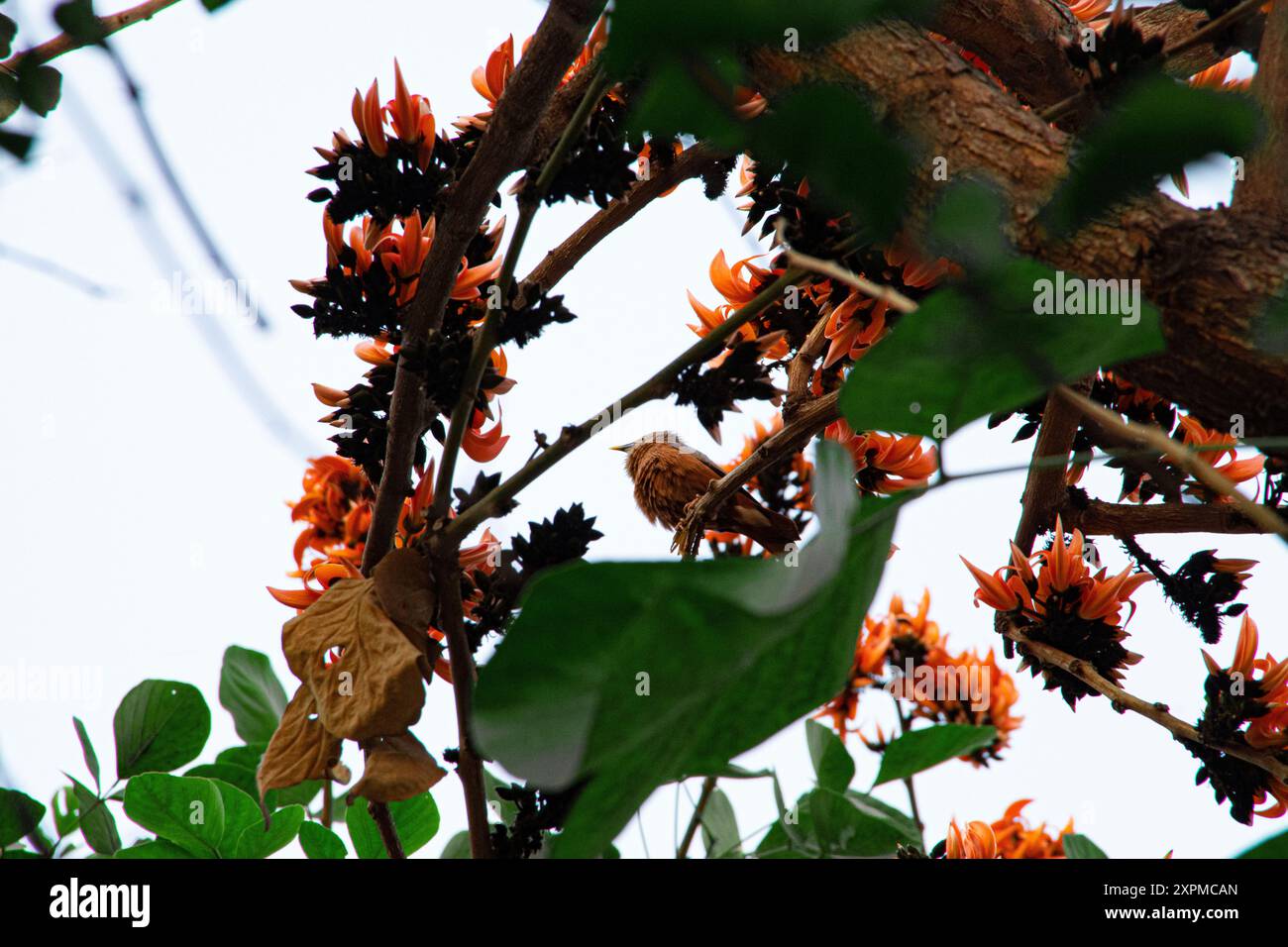 Polas flower hi-res stock photography and images - Alamy