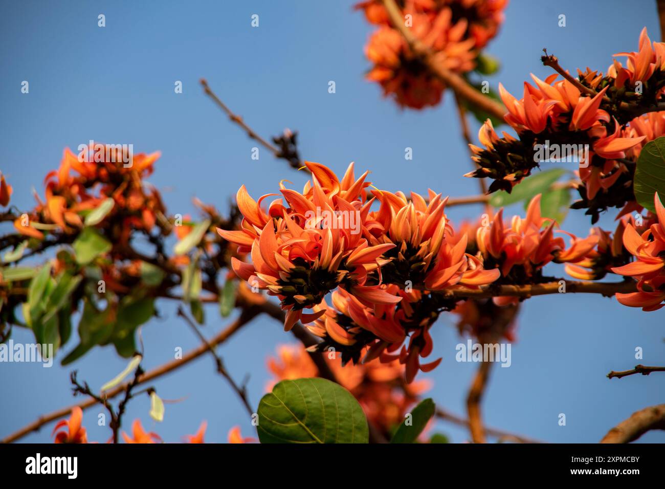 Butea monosperma Palash Ful Bengal kino Flower Polas Ful Ahmed Opu ...