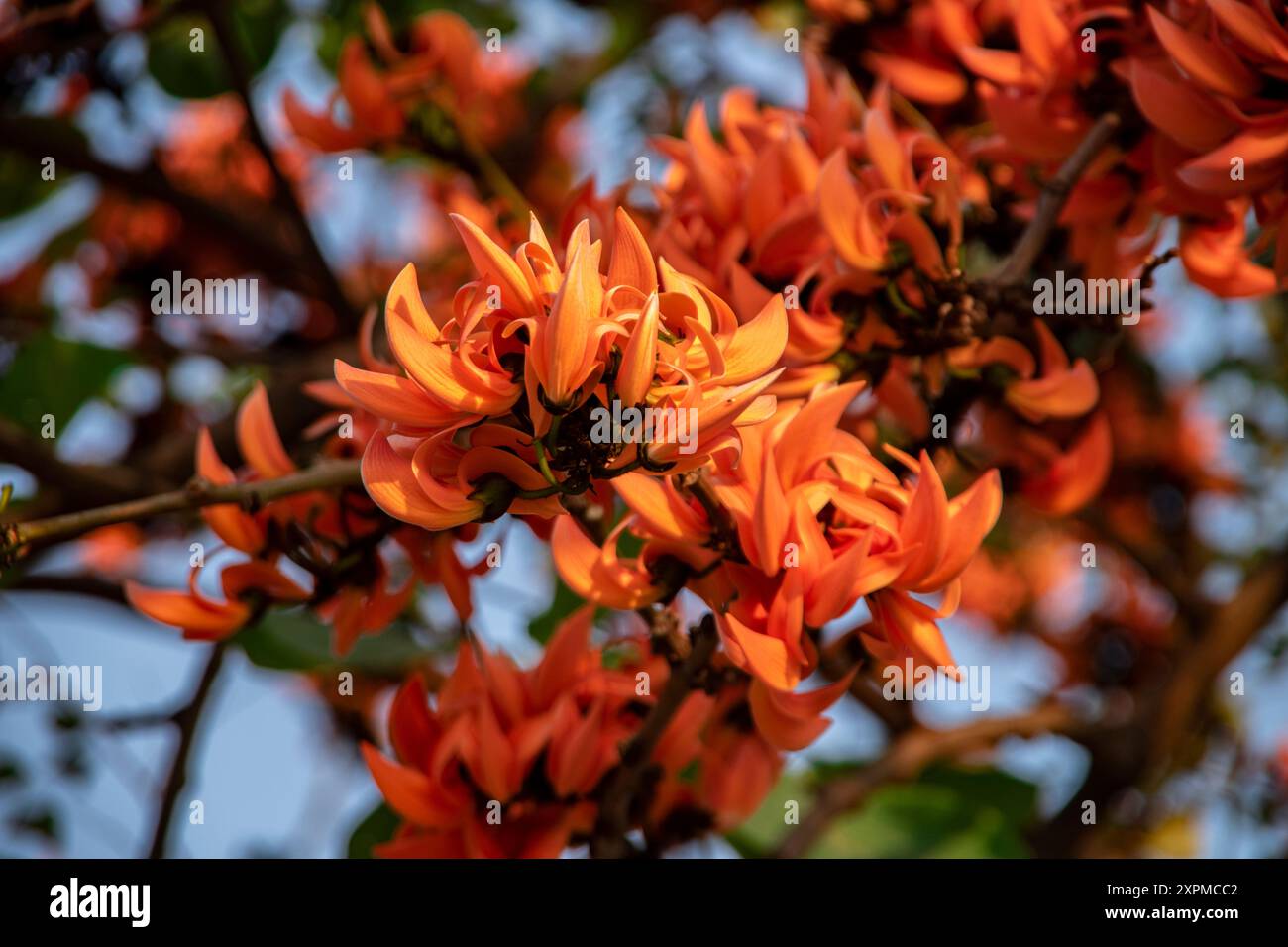 Polas flower hi-res stock photography and images - Alamy