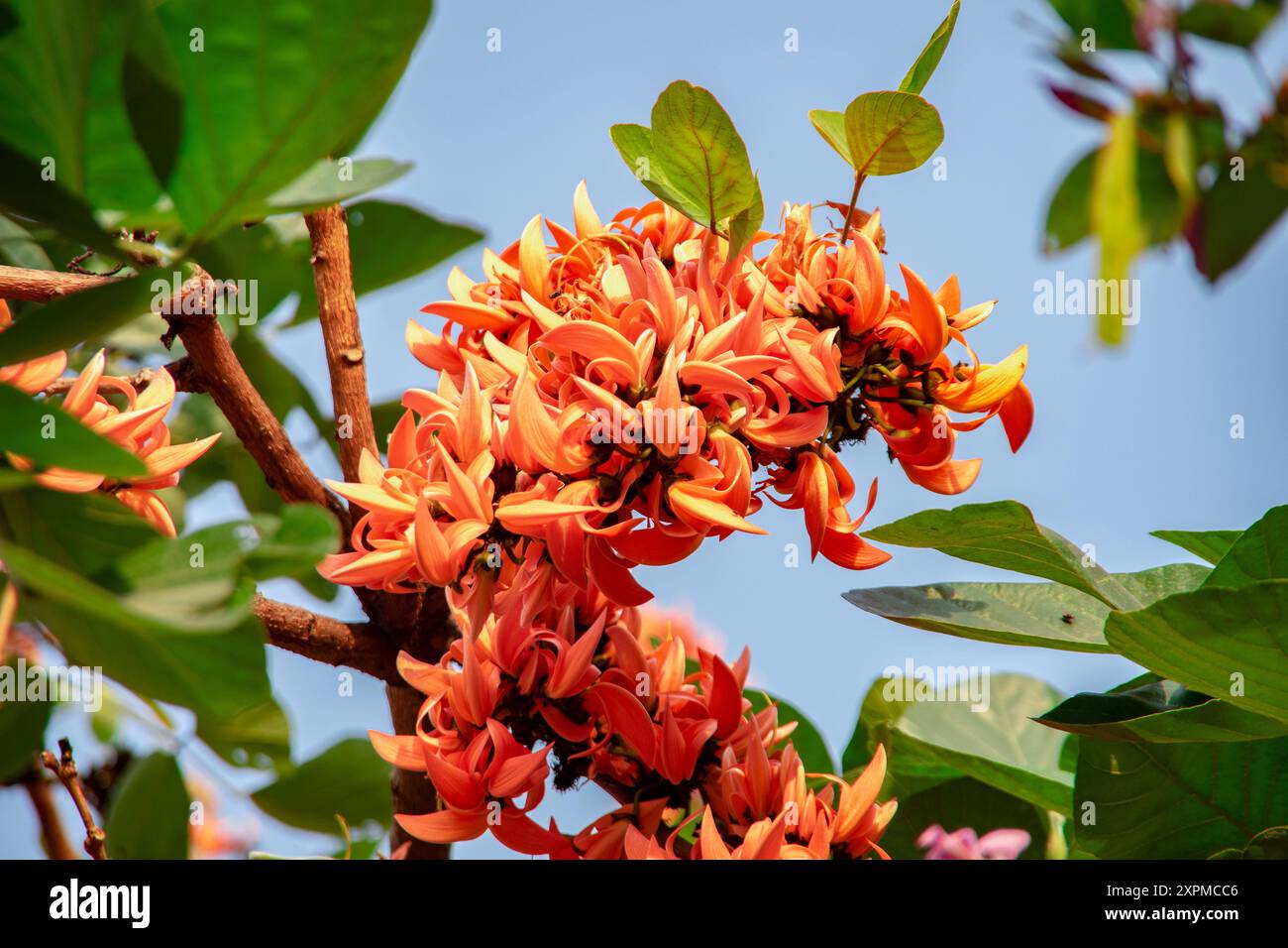 Bengal kino flower hi-res stock photography and images - Alamy