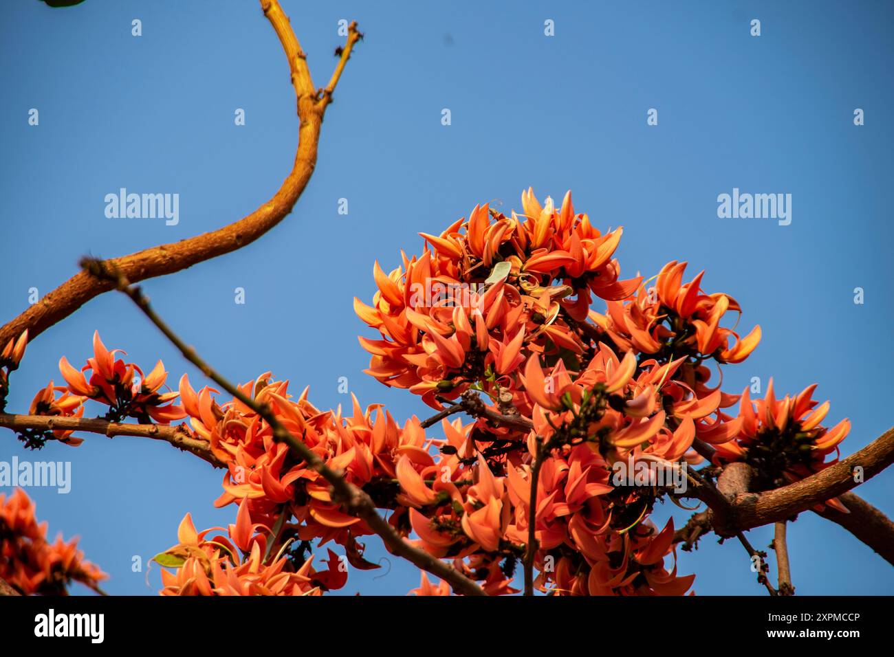 Butea monosperma Palash Ful Bengal kino Flower Polas Ful Ahmed Opu ...