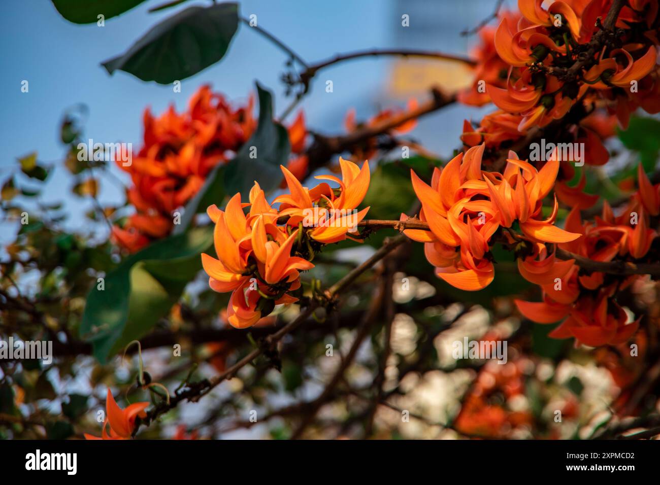 Butea monosperma Palash Ful Bengal kino Flower Polas Ful Ahmed Opu ...