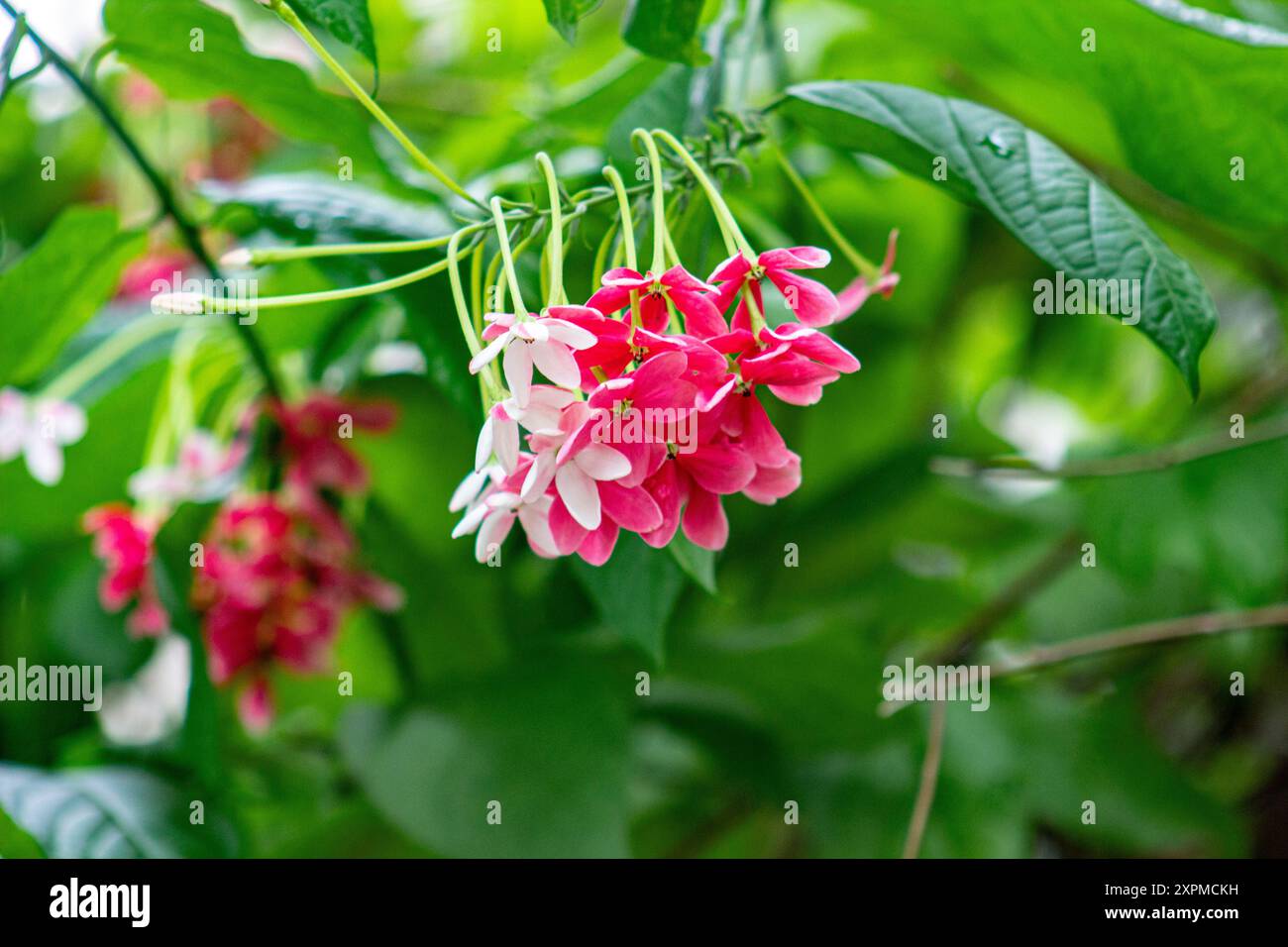 Clustered hiptage Helicopter Flower Hiptage Madhavi latha Madhavi Lata ...