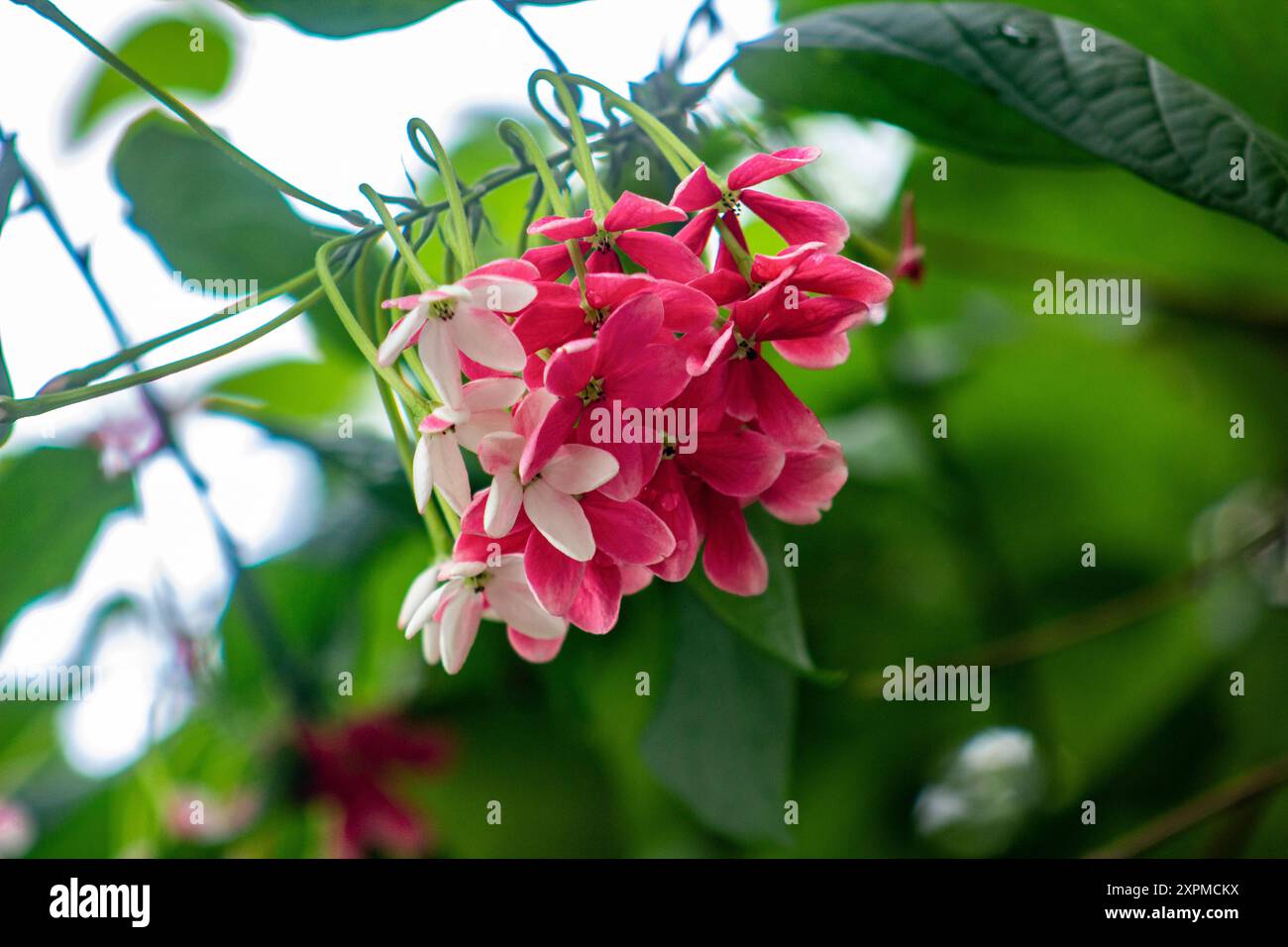 Clustered hiptage Helicopter Flower Hiptage Madhavi latha Madhavi Lata ...