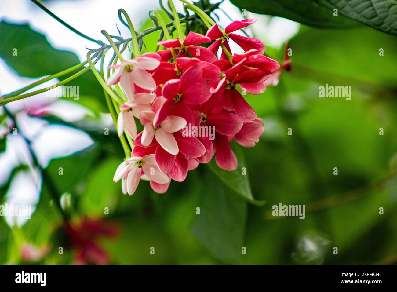 Clustered hiptage Helicopter Flower Hiptage Madhavi latha Madhavi Lata ...