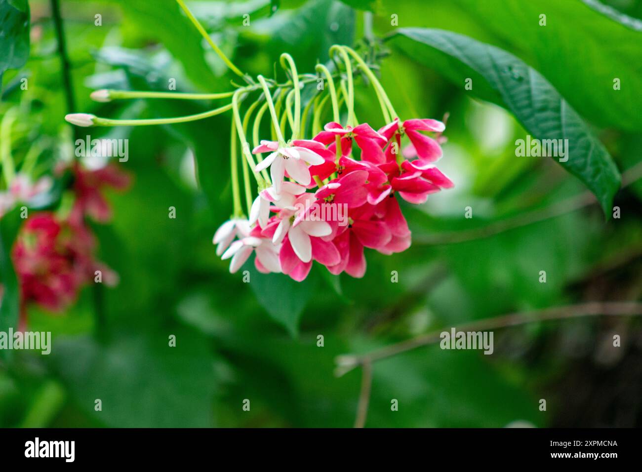 Clustered hiptage Helicopter Flower Hiptage Madhavi latha Madhavi Lata ...