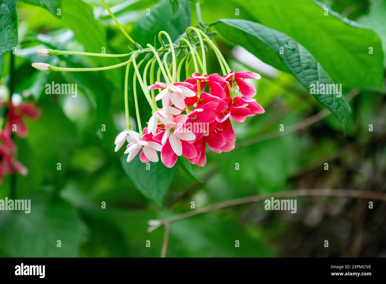 Clustered hiptage Helicopter Flower Hiptage Madhavi latha Madhavi Lata ...