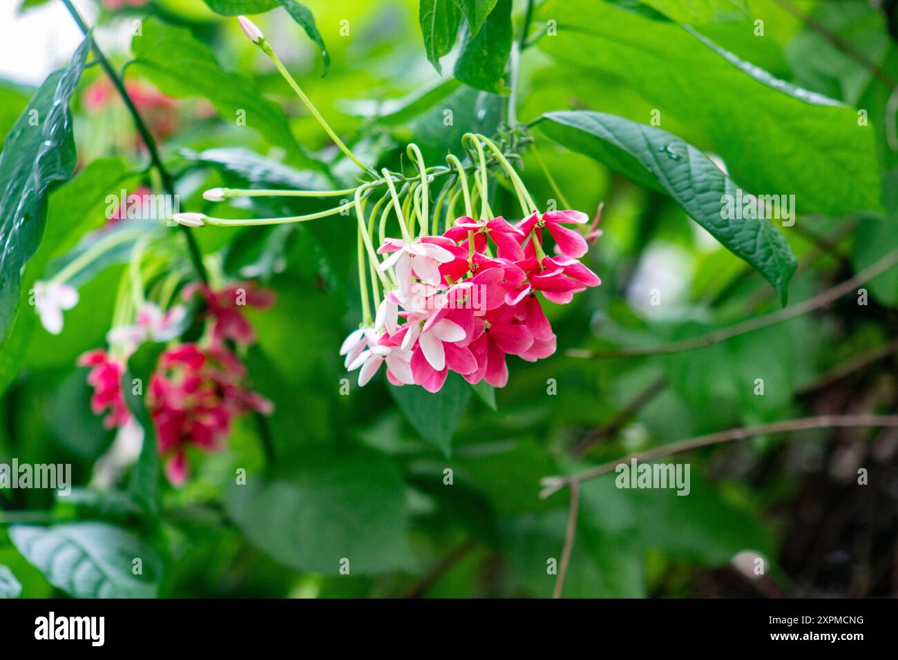 Clustered hiptage Helicopter Flower Hiptage Madhavi latha Madhavi Lata ...