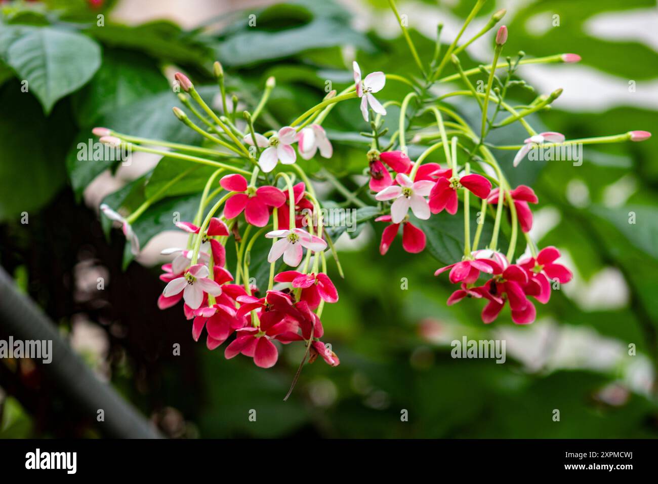 Clustered hiptage Helicopter Flower Hiptage Madhavi latha Madhavi Lata ...