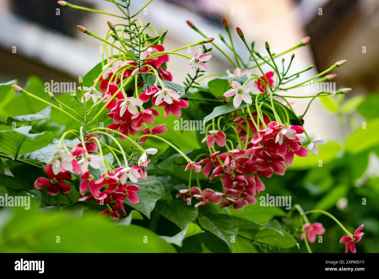 Clustered hiptage Helicopter Flower Hiptage Madhavi latha Madhavi Lata ...