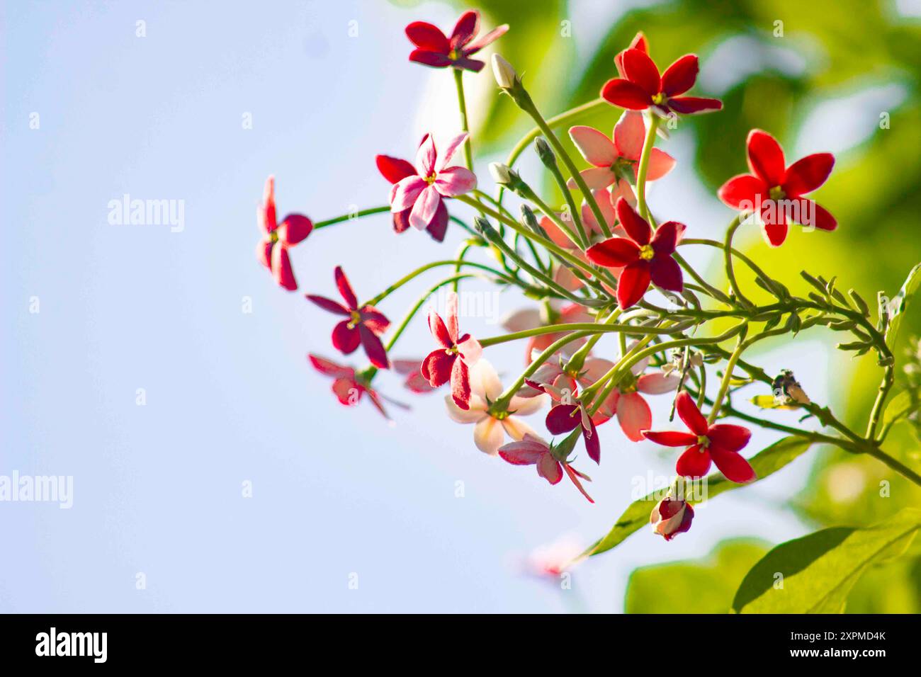 Clustered hiptage Helicopter Flower Hiptage Madhavi latha Madhavi Lata ...