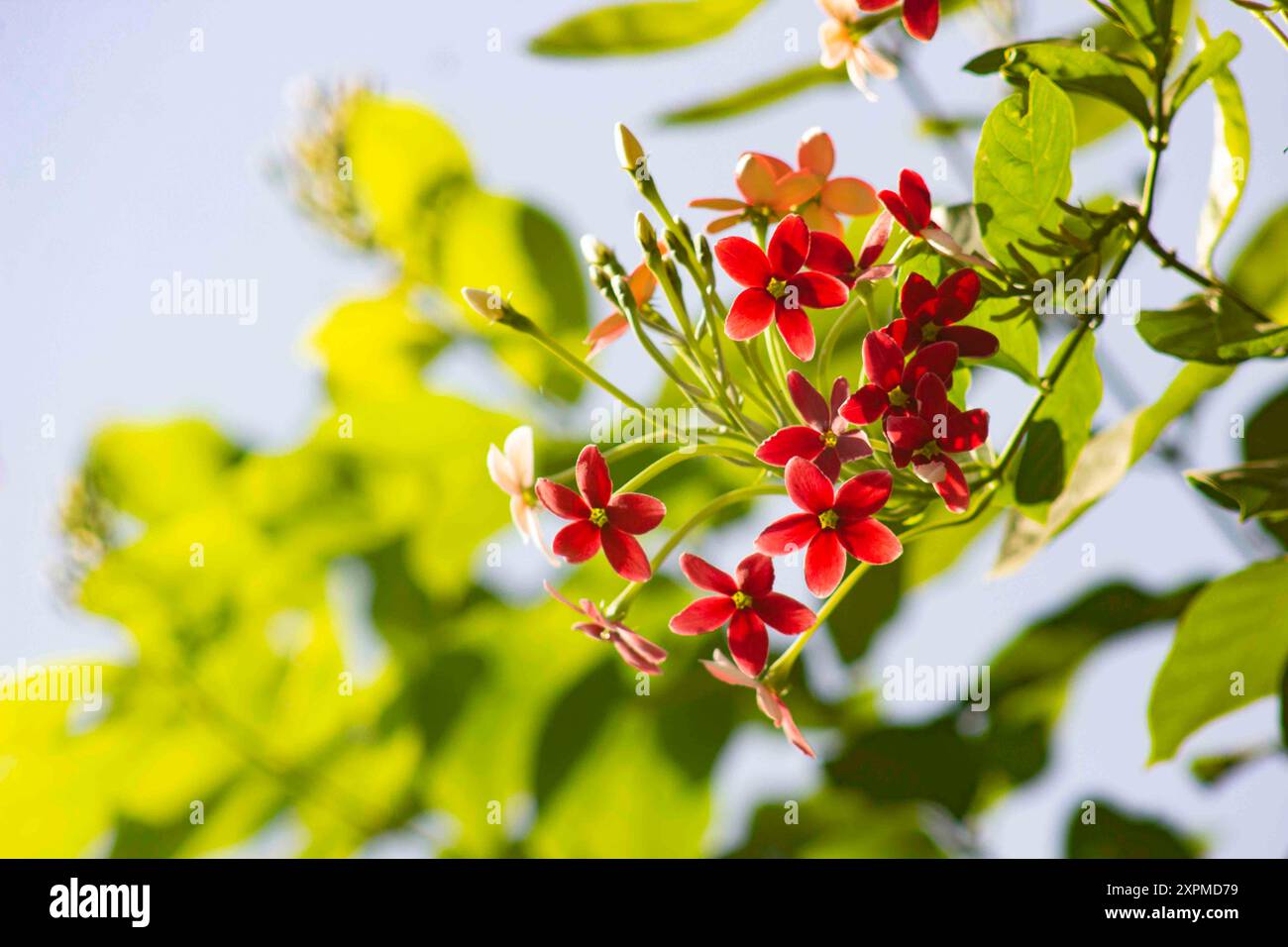 Clustered hiptage Helicopter Flower Hiptage Madhavi latha Madhavi Lata ...