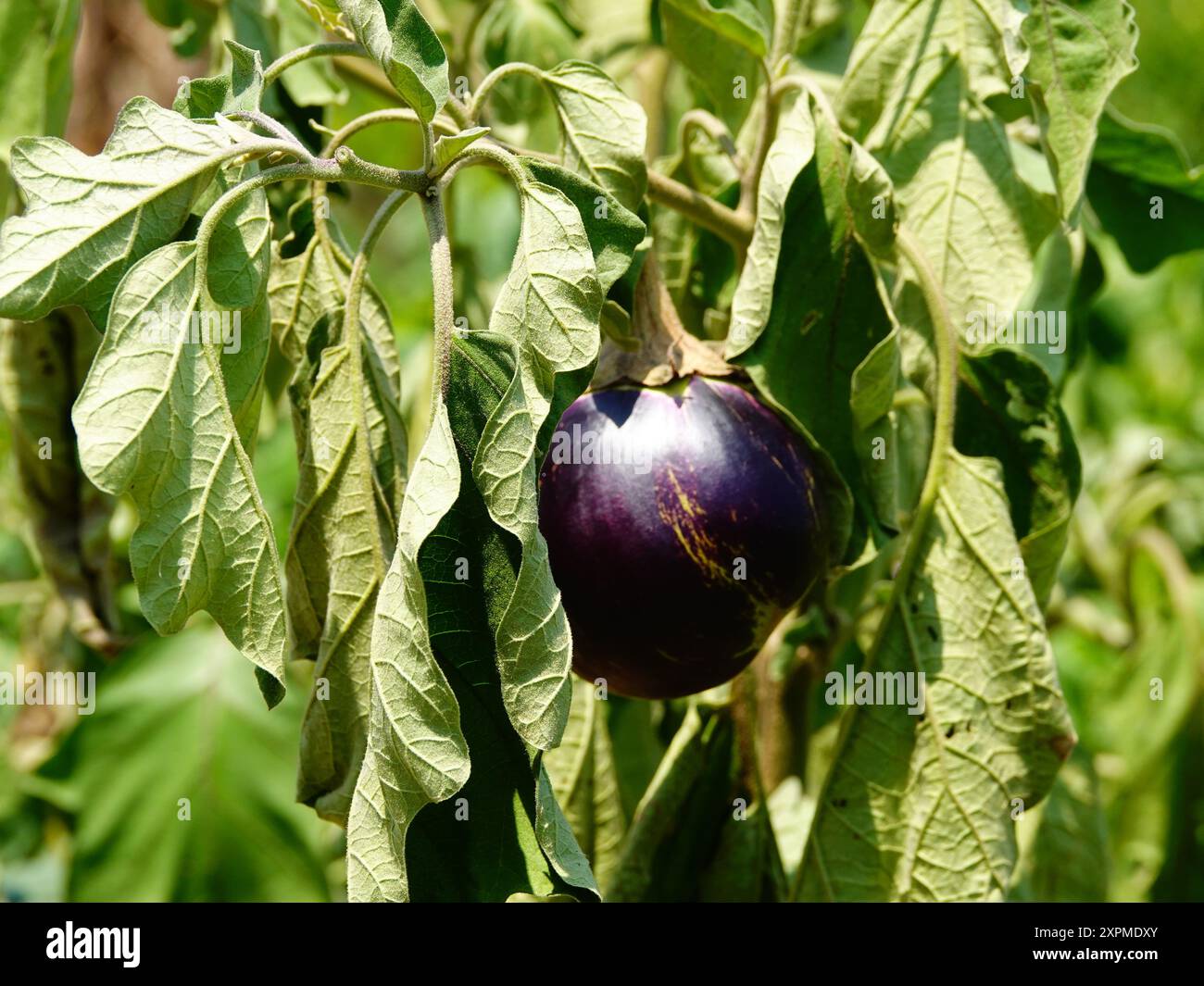 YICHANG, CHINA - AUGUST 7, 2024 - Crops wither under high temperatures ...