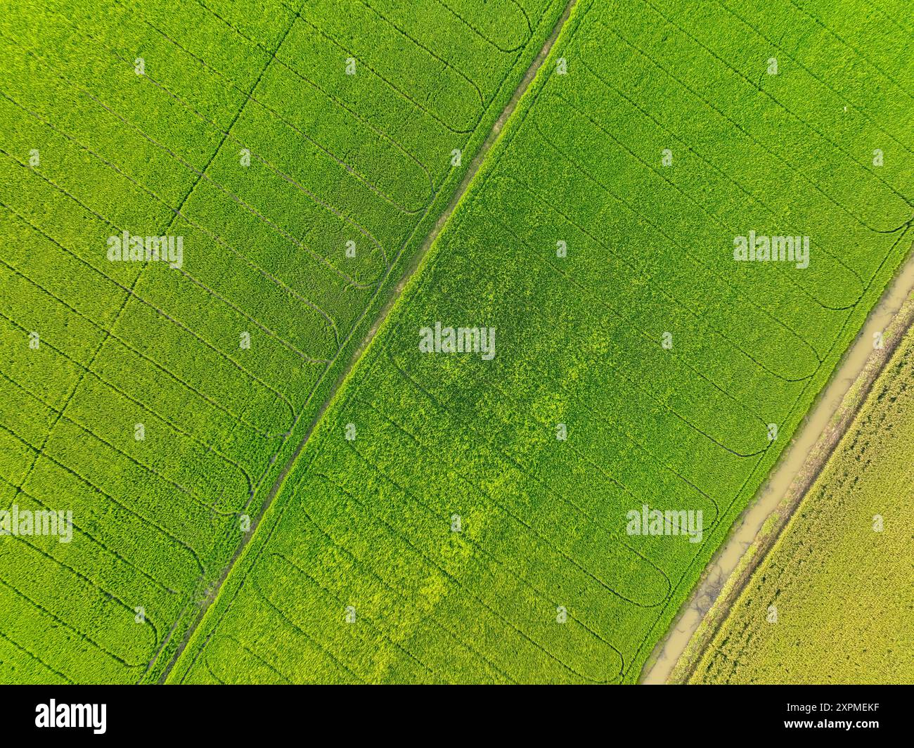 Aerial view of green and yellow rice fields. Sustainable agriculture ...
