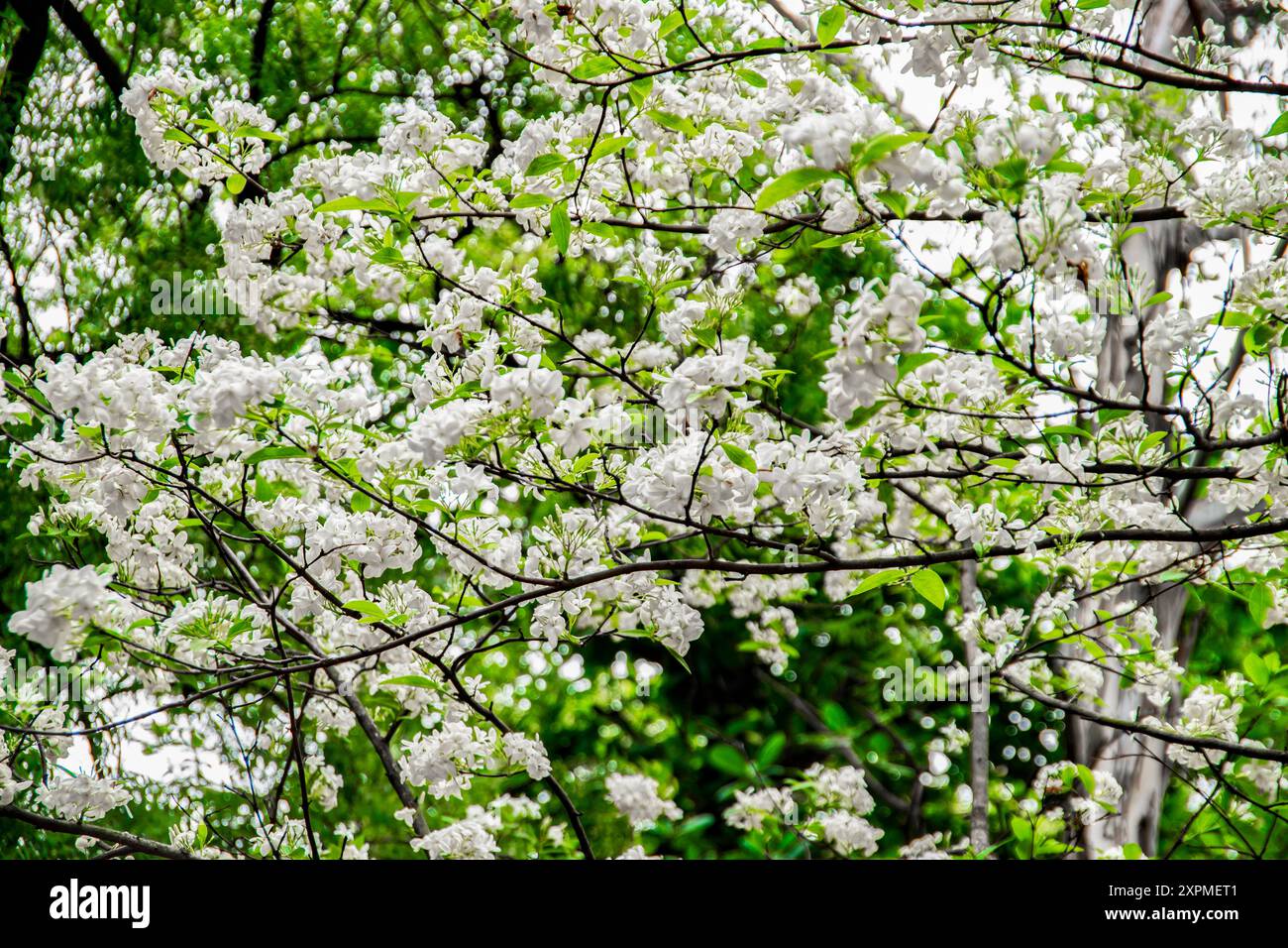 Holarrhena pubescens Kurchi ful কুর্চি ফুল Ahmed Opu Stock Photo - Alamy