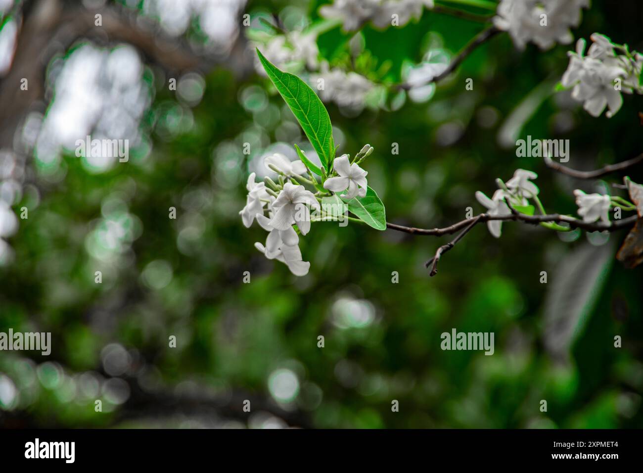 Holarrhena pubescens Kurchi ful কুর্চি ফুল Ahmed Opu Stock Photo - Alamy