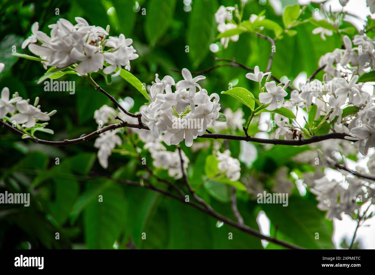 Kurchi holarrhena pubescens hi-res stock photography and images - Alamy