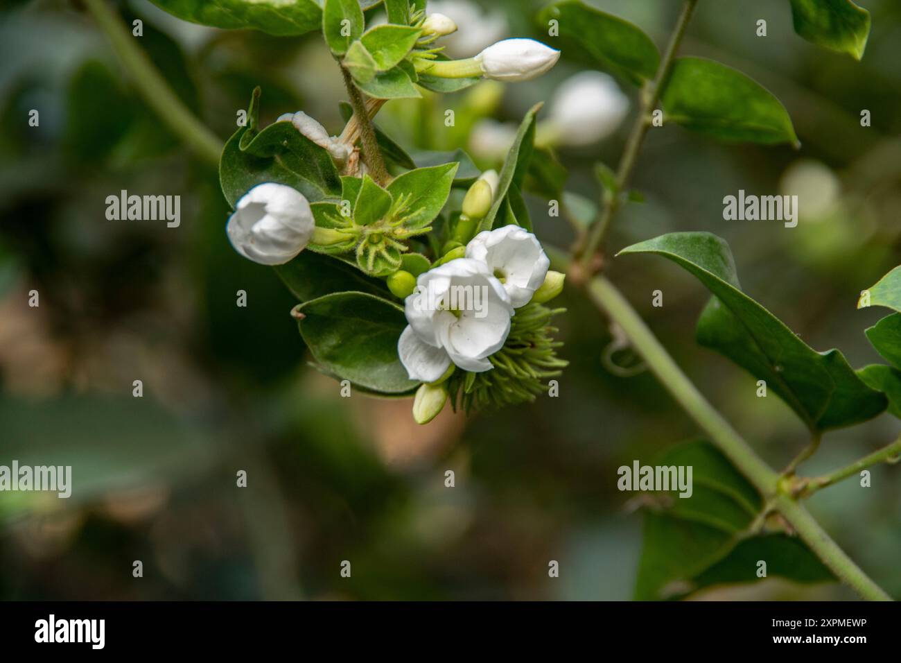 Holarrhena pubescens Kurchi ful কুর্চি ফুল Ahmed Opu Stock Photo - Alamy