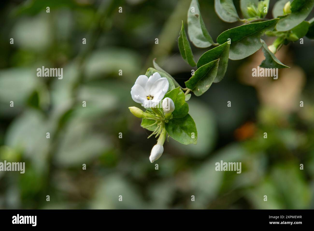 Holarrhena pubescens Kurchi ful কুর্চি ফুল Ahmed Opu Stock Photo - Alamy